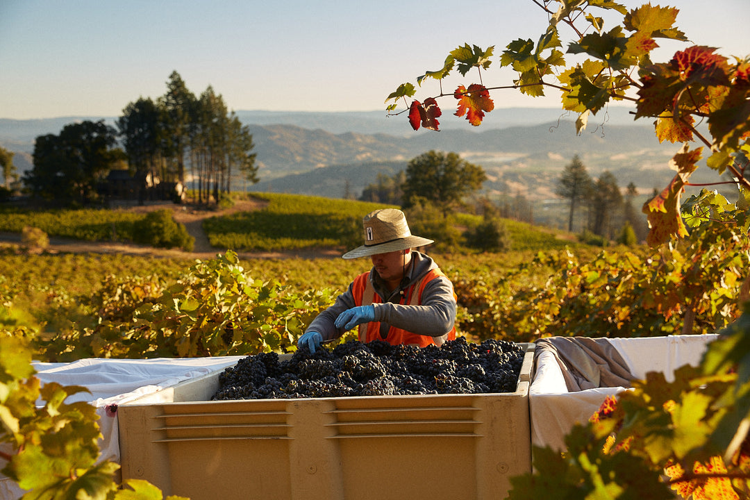 VISIT – BLACK SEARS